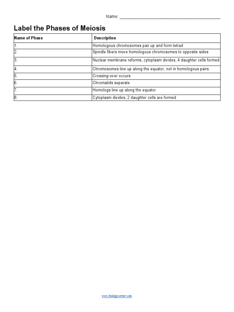 Label The Phases of Meiosis: Name of Phase Description | PDF