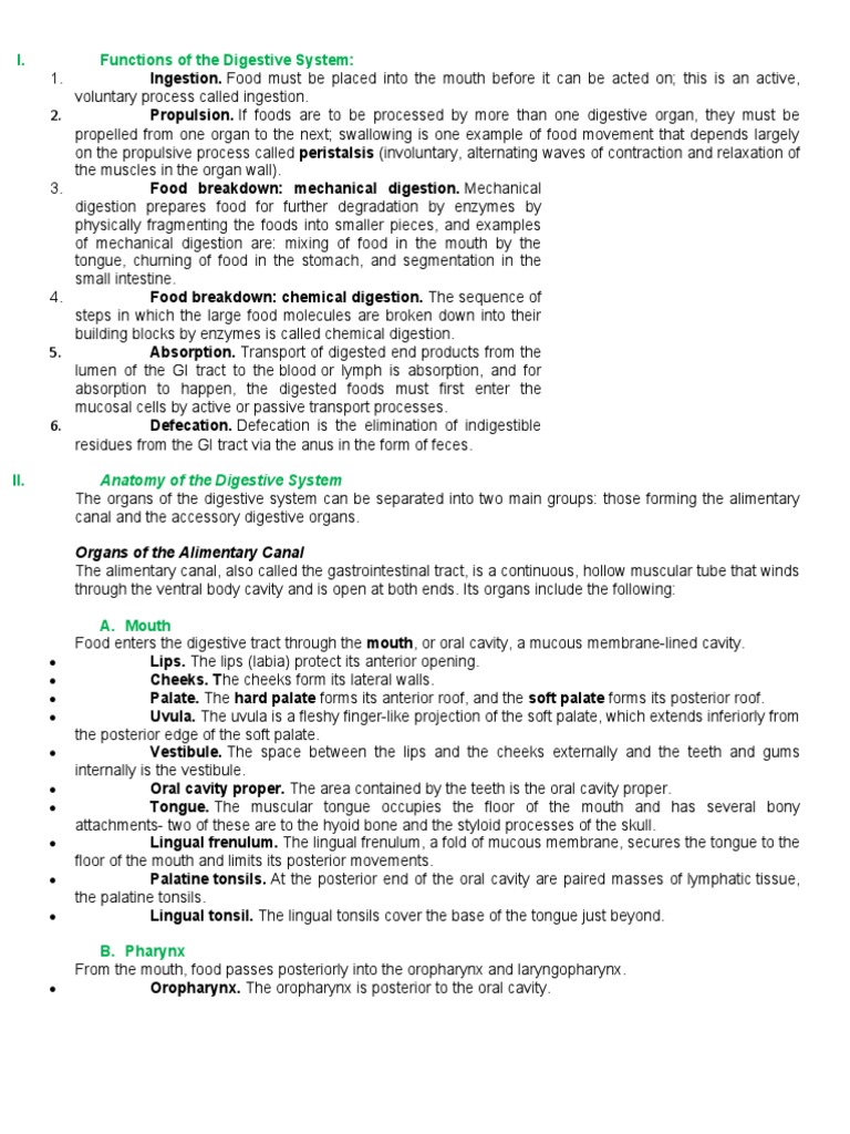 Functions of The Digestive System | PDF | Stomach | Small Intestine