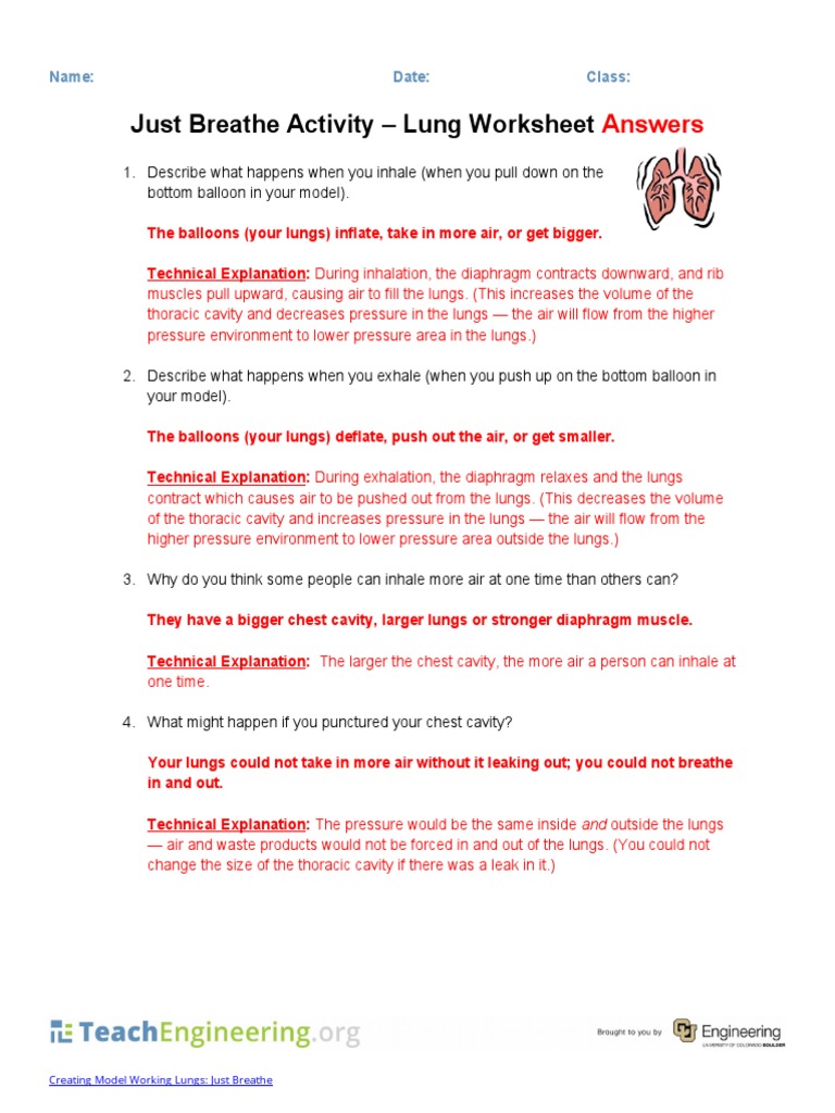 Just Breathe Activity - Lung Worksheet: Answers | PDF