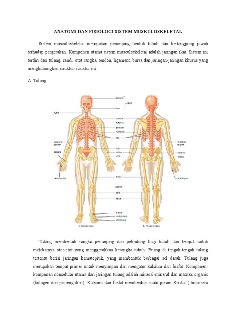 Sistem Muskuloskeletal: Anatomi & Fungsi | PDF
