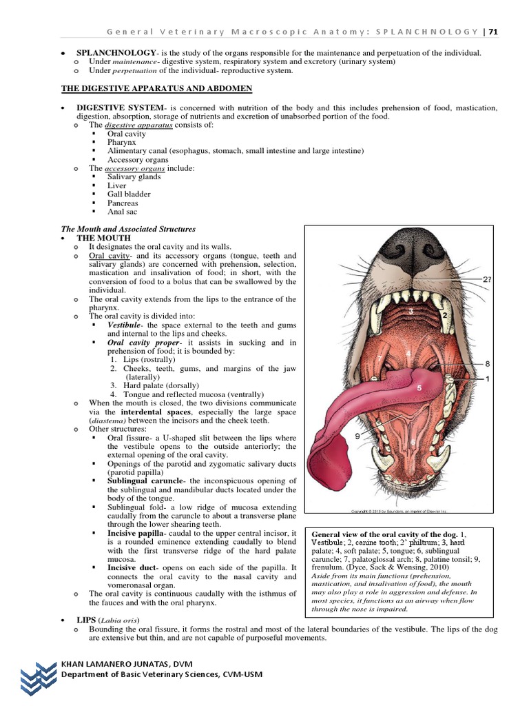 Dog Tongue Anatomy