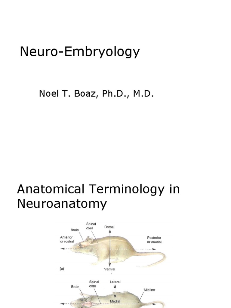 Neuro-Embryology: Noel T. Boaz, PH.D., M.D | PDF | Developmental ...