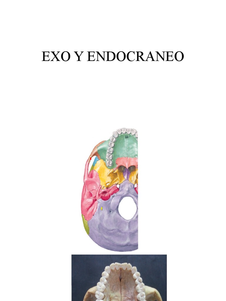 ENDOCRANEO Terminado | PDF | Cabeza y cuello humanos | Anatomía humana