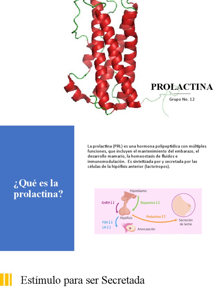 Prolactina | PDF | Glándula pituitaria | Hormona