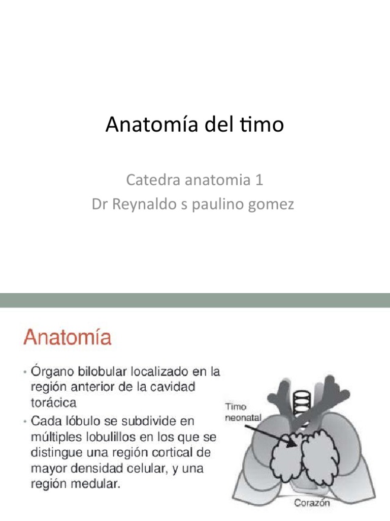 Anatomía Del Timo | PDF