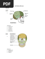 Human Skeleton All Bones Chart | PDF | Anatomy | Musculoskeletal System
