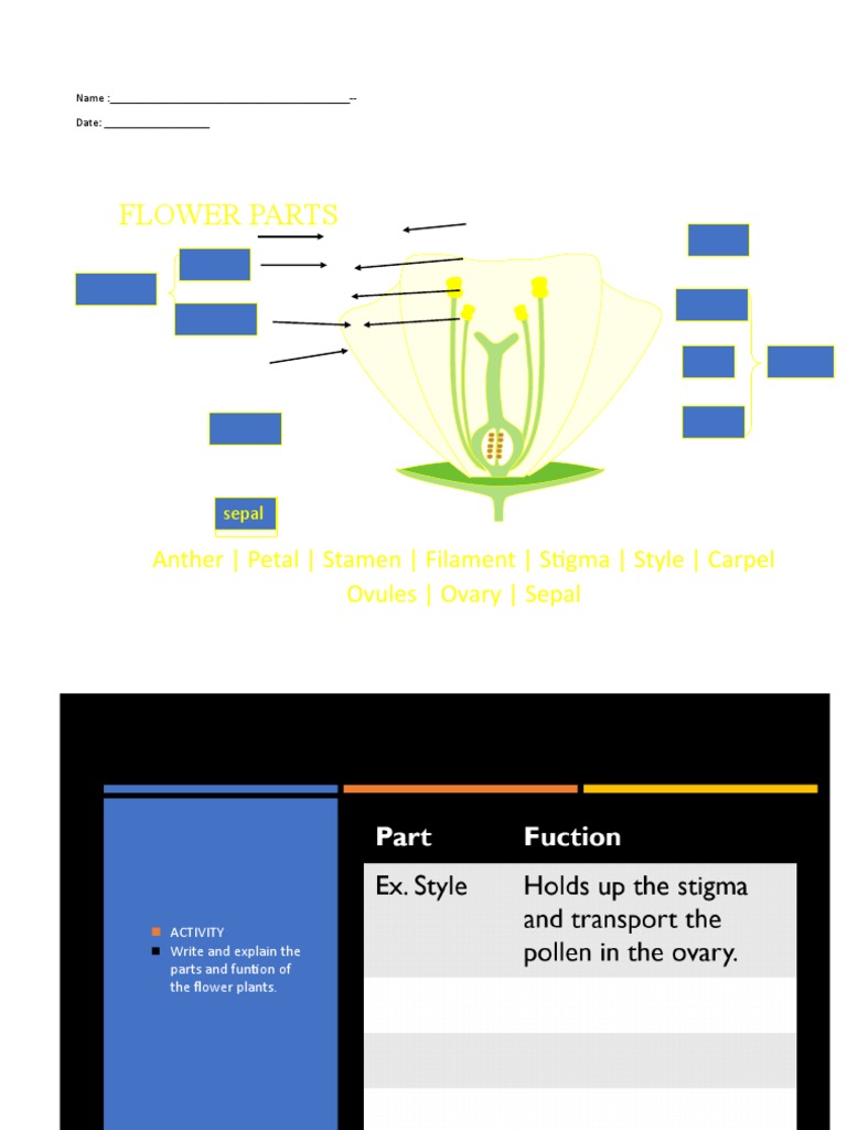 Flower Parts: Anther - Petal - Stamen - Filament - Stigma - Style ...