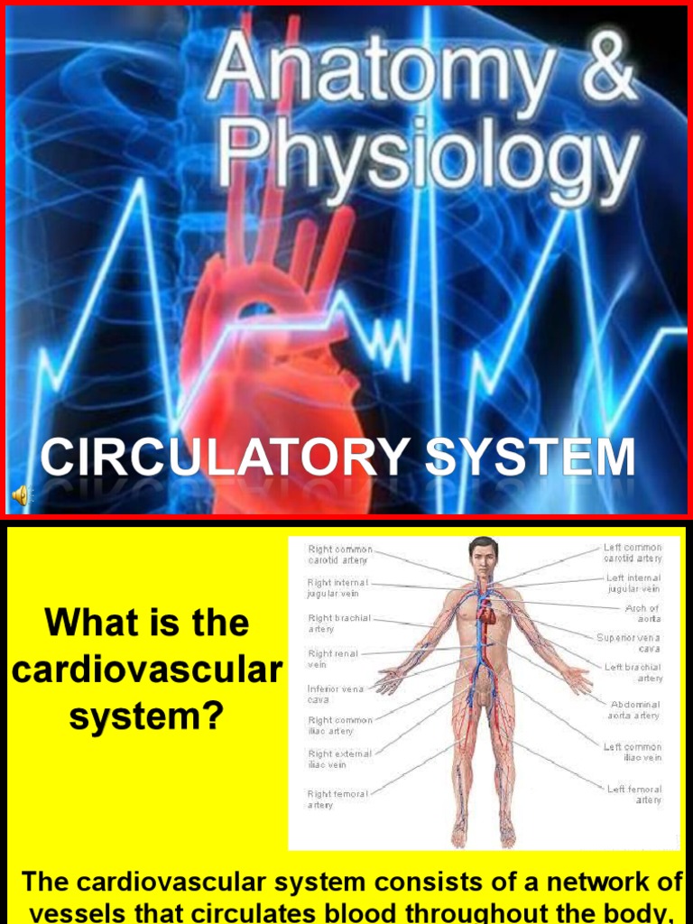 170 Anatomy Circulatory System | PDF | Aorta | Heart Valve