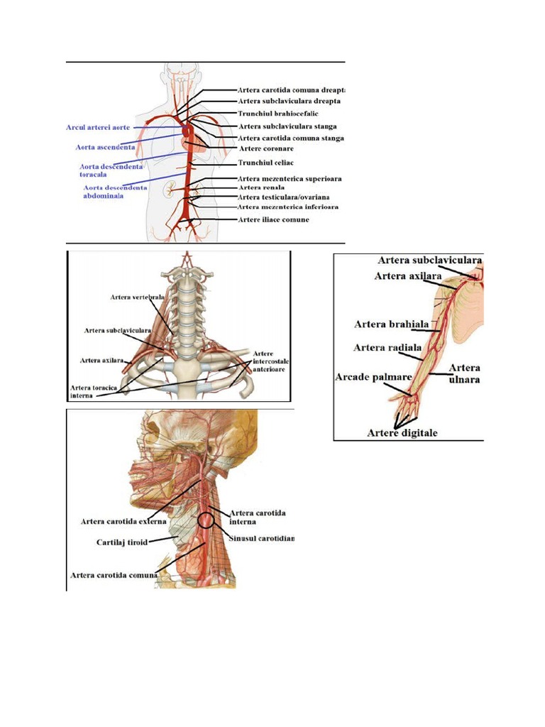 Poze Artere Si Vene | PDF