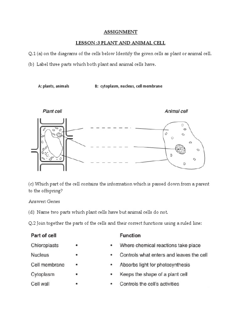 Assignment Lesson:3 Plant and Animal Cell: A: Plants, Animals B ...