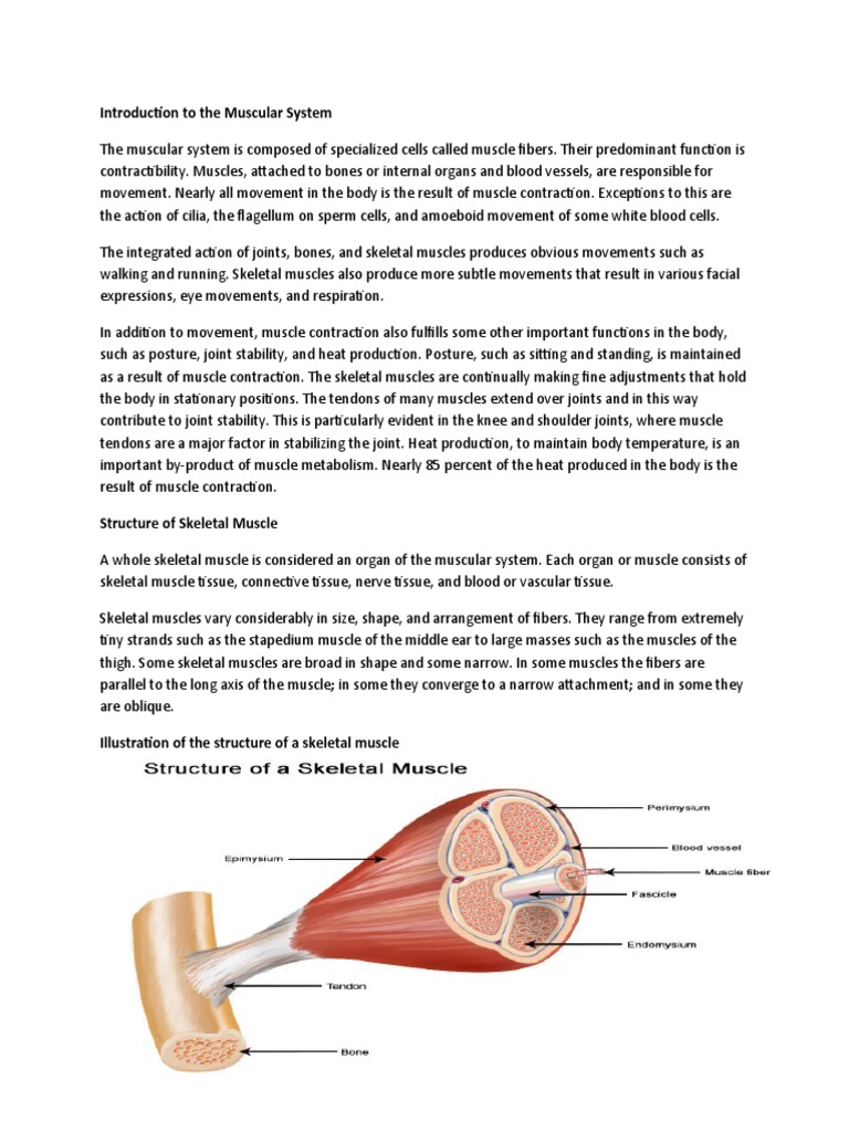 Introduction To The Muscular System | PDF | Skeletal Muscle | Muscle