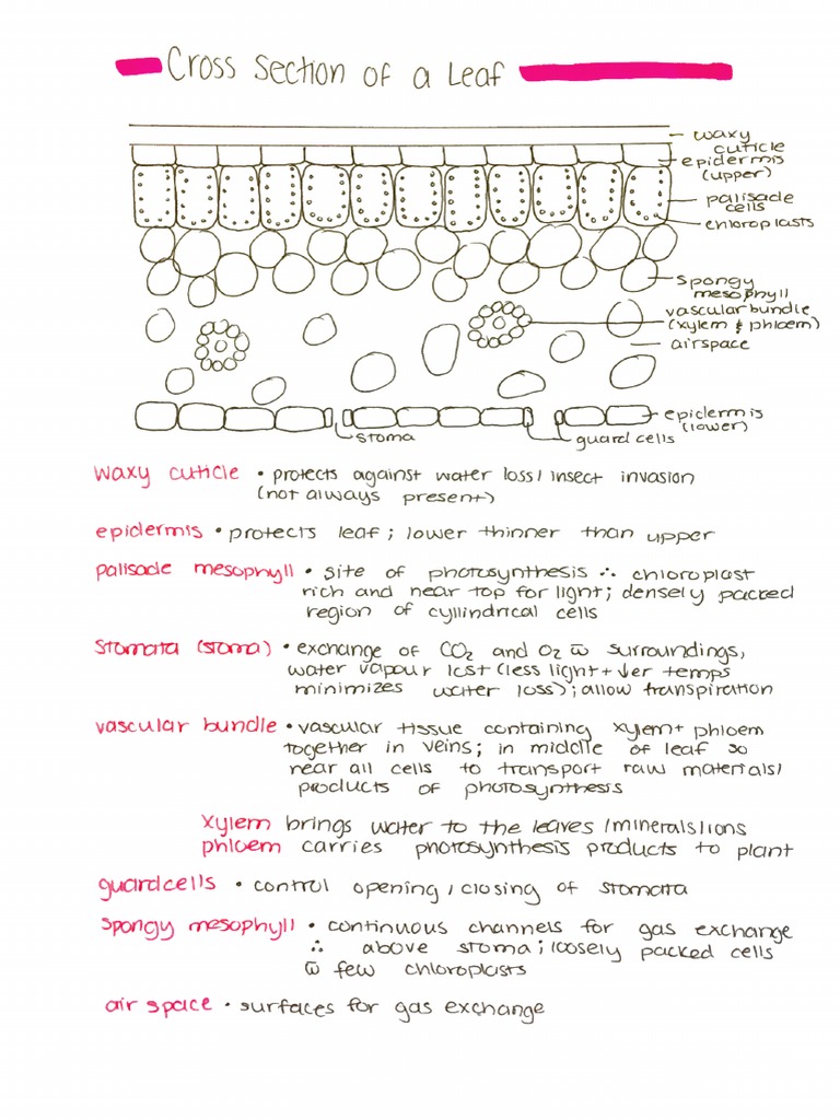 IB HL Biology Notes (Semesters 2 and 3 - Plants, Metabolism, Nucleic ...