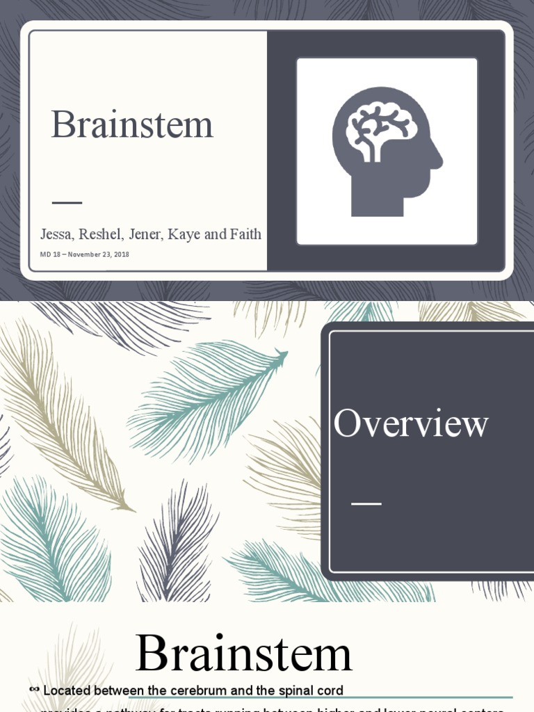 Brainstem Functions | PDF | Brainstem | Spinal Cord