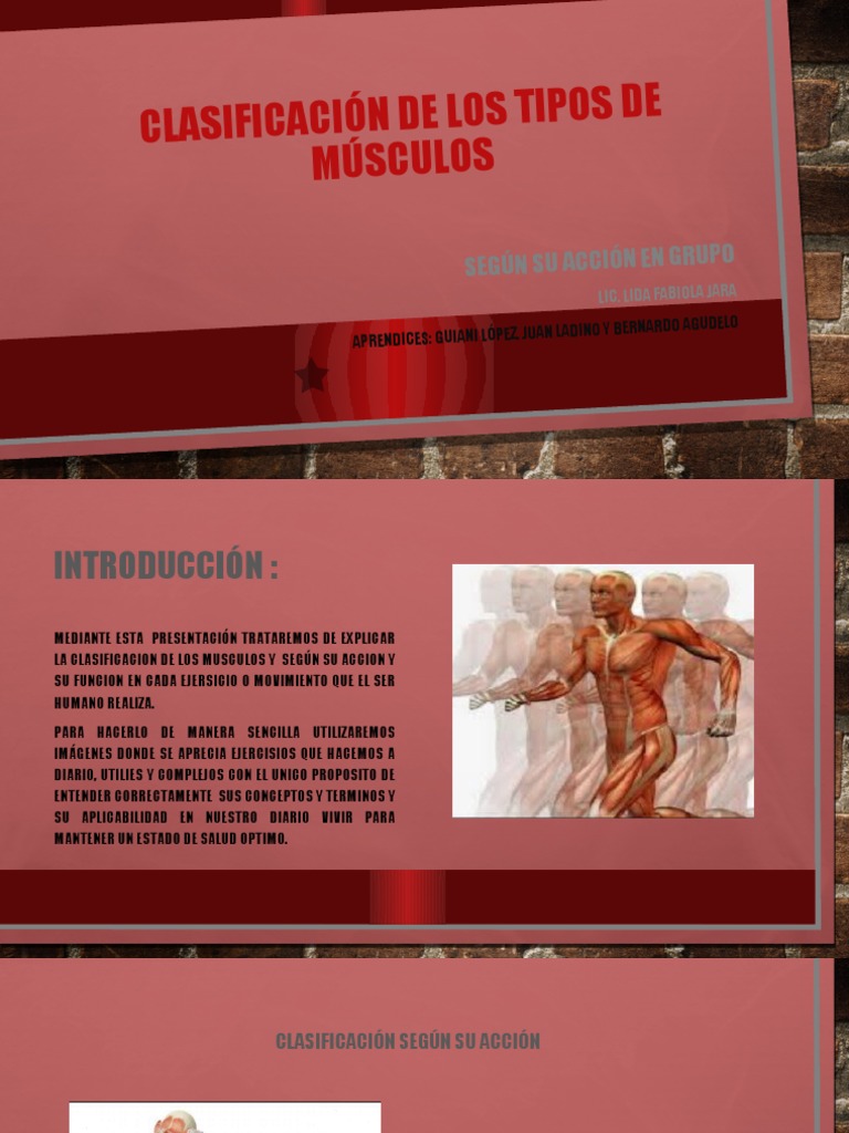 Clasificación de Los Tipos de Músculos | PDF | Salud y bienestar