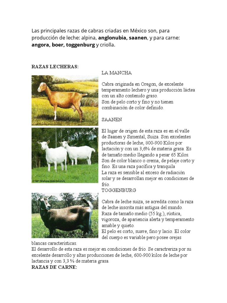 Razas de Cabras en México: Leche y Carne | PDF | Oveja | Carne