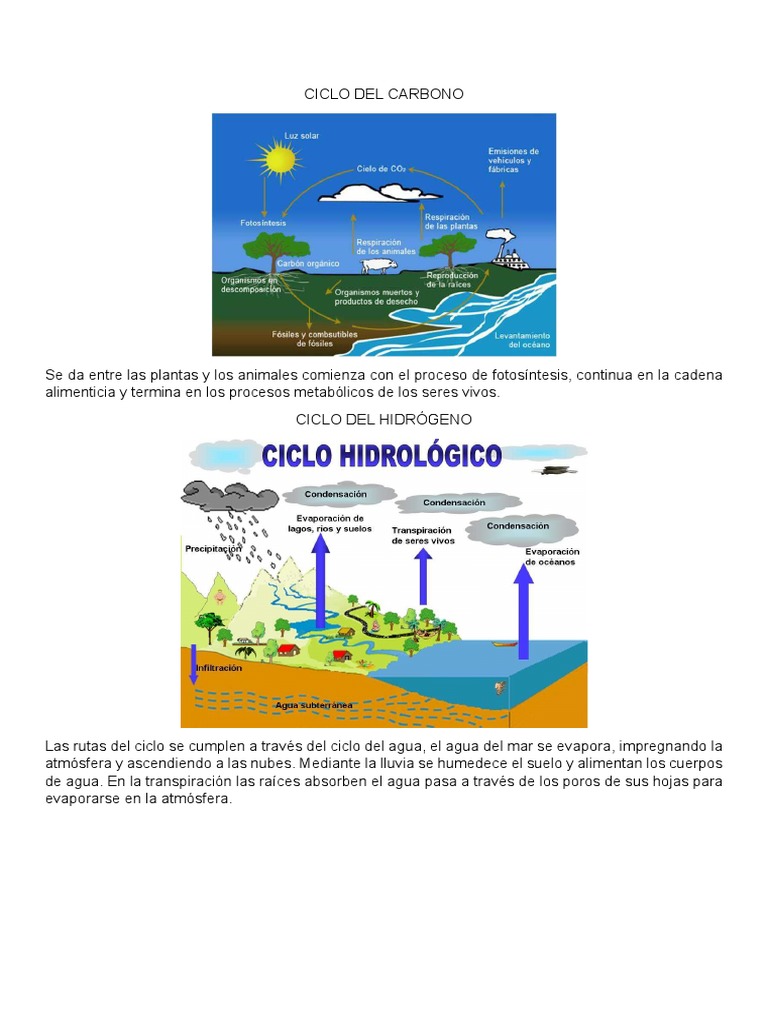 Ciclos CHONPS y Agua | PDF