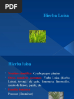 Sacha Culantro | PDF | Hierbas y especias | Alimentos