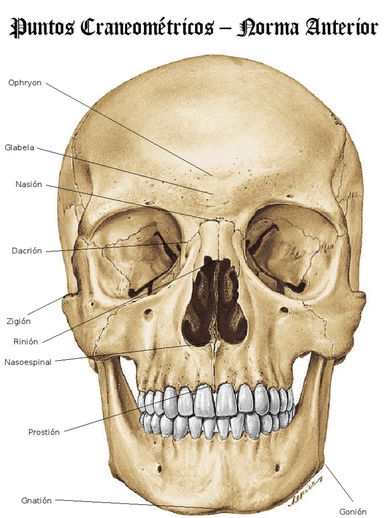 Puntos Craneométricos del Cráneo | PDF | Anatomía de los primates ...