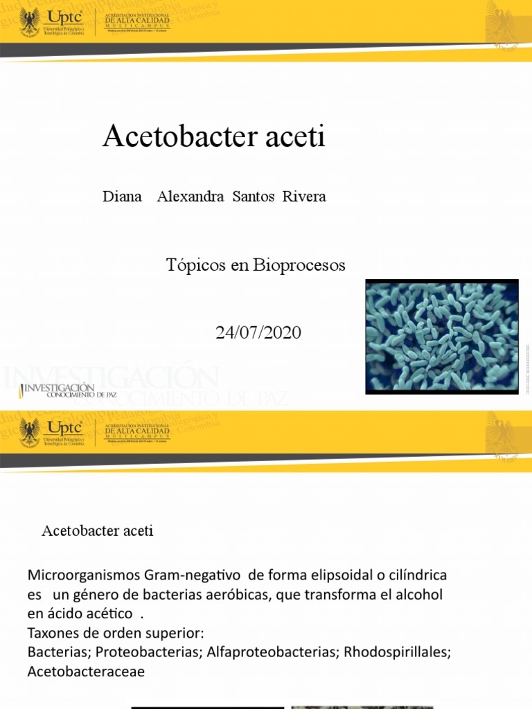 Acetobacter Aceti | PDF