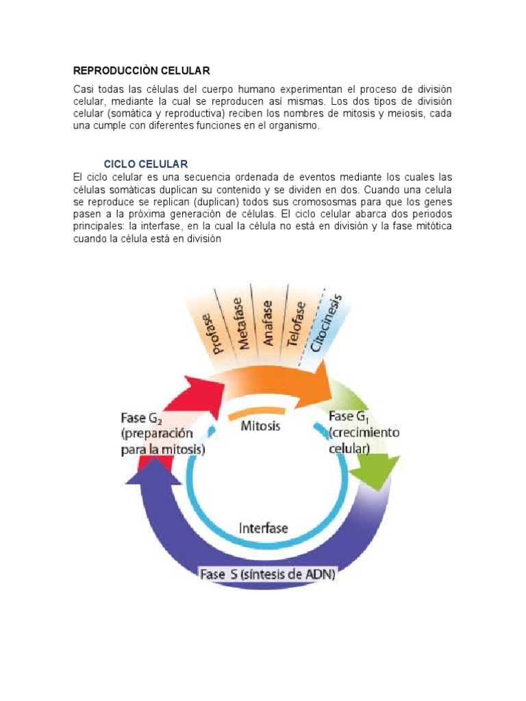 Reproducciòn Celular | PDF | Mitosis | Mitosis