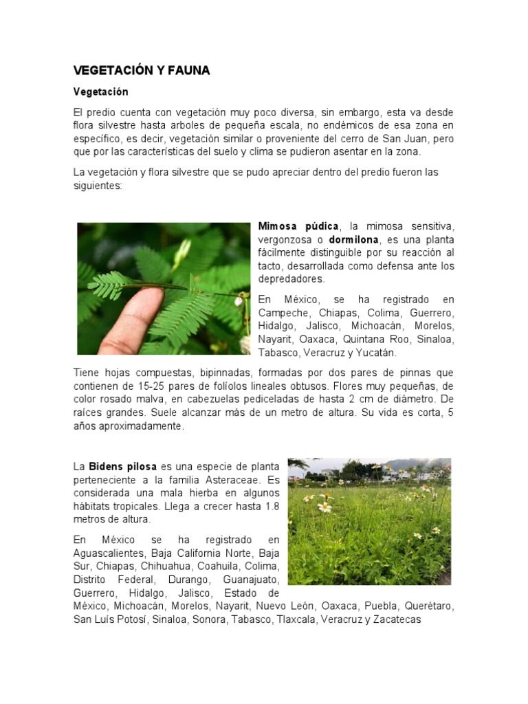 VEGETACIÓN Y FAUNA-1 | PDF | Forma de vida vegetal | Arboles