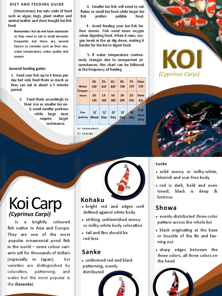 BROCHURE of KOI FISH | PDF | Fish | Fish And Humans