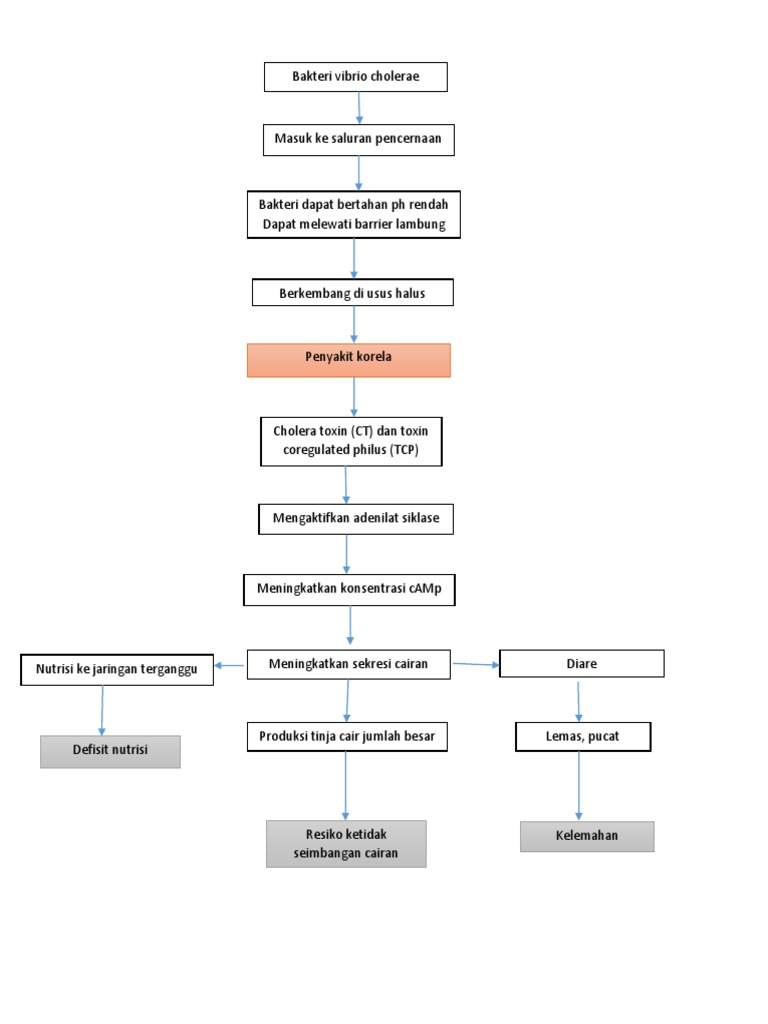 Woc Kolera PDF | PDF