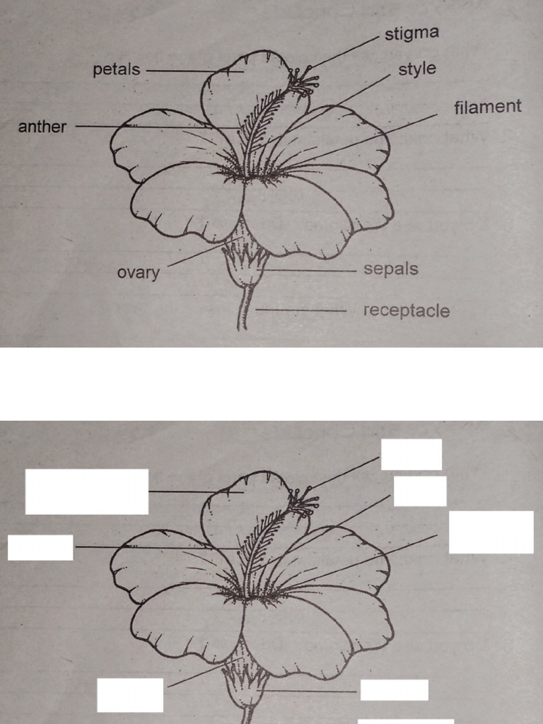 Parts of The Gumamela Answer Sheet With Key Answer | PDF