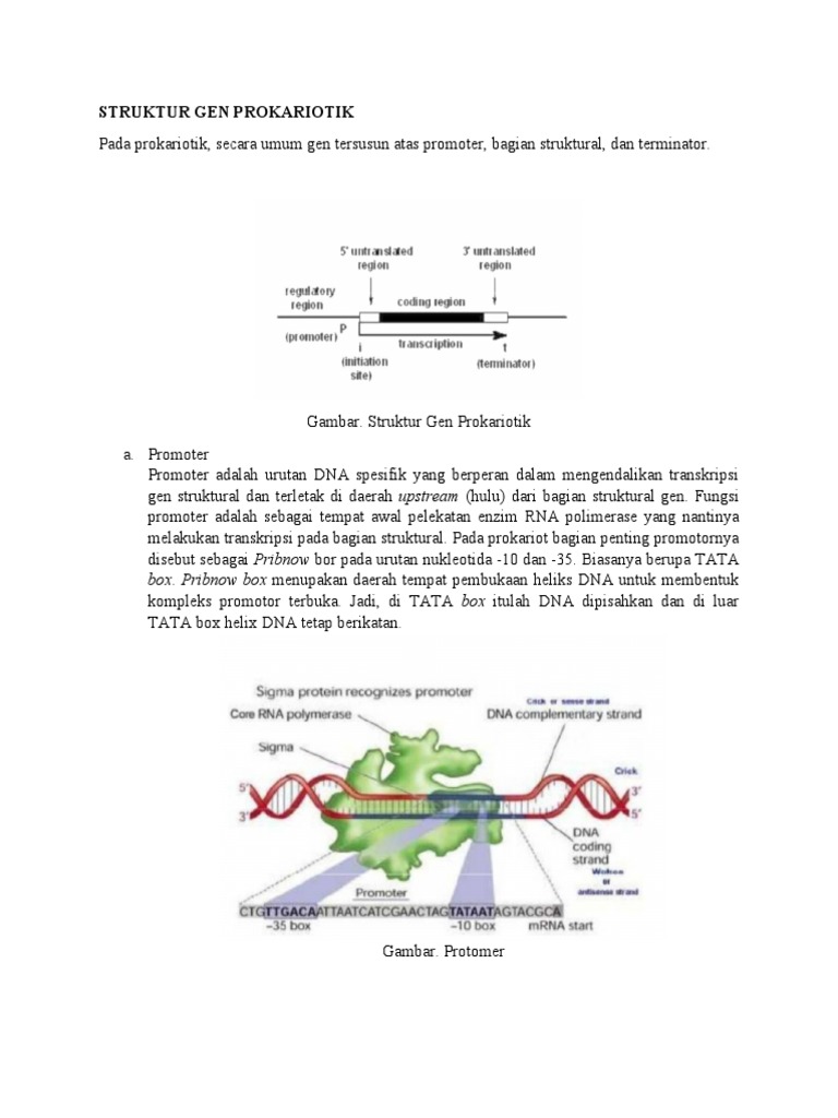 STRUKTUR GEN PROKARIOTIK Dan EUKARIOTIK | PDF