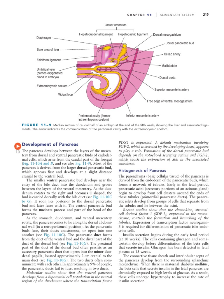 Development of Pancreas PDF | PDF | Pancreas | Abdomen