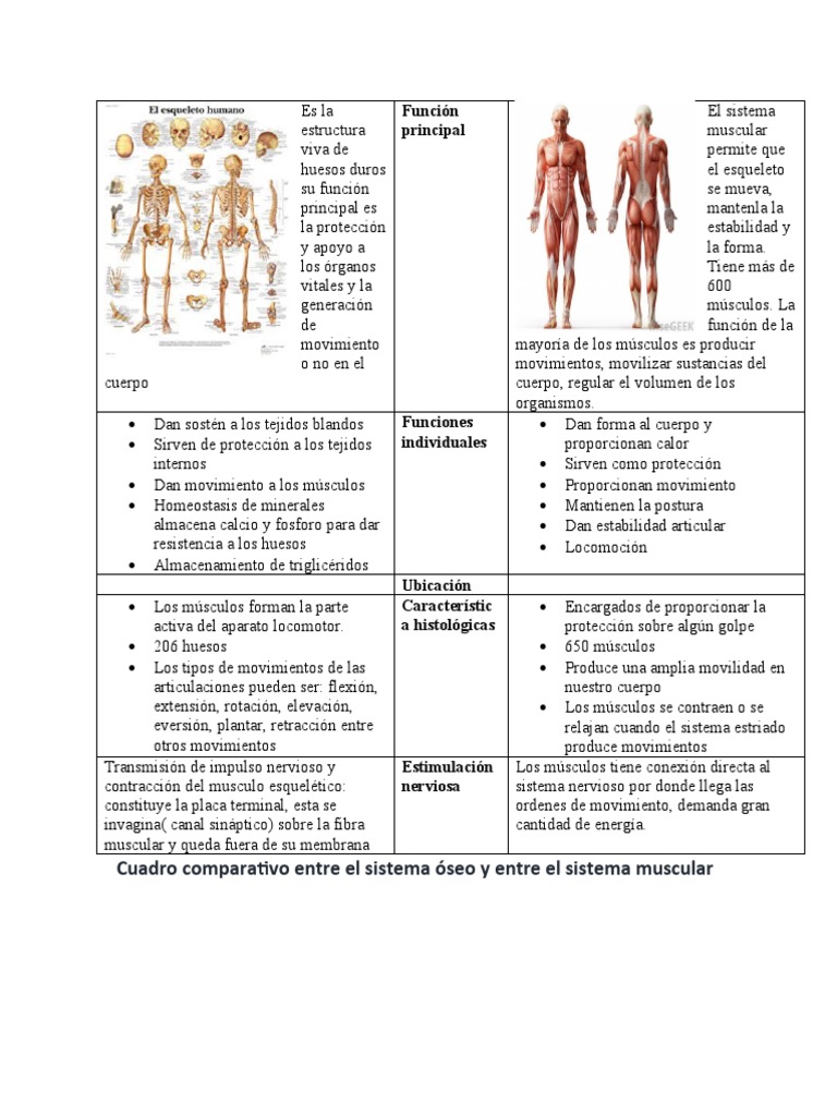 Sistema Oseo y Muscular | PDF | Esqueleto | Músculo