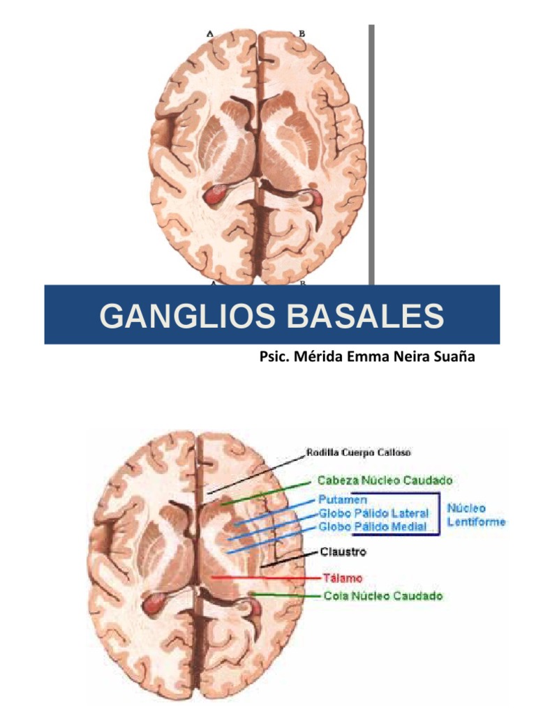 Ganglios Basales | PDF | Ganglios basales | Neurociencia