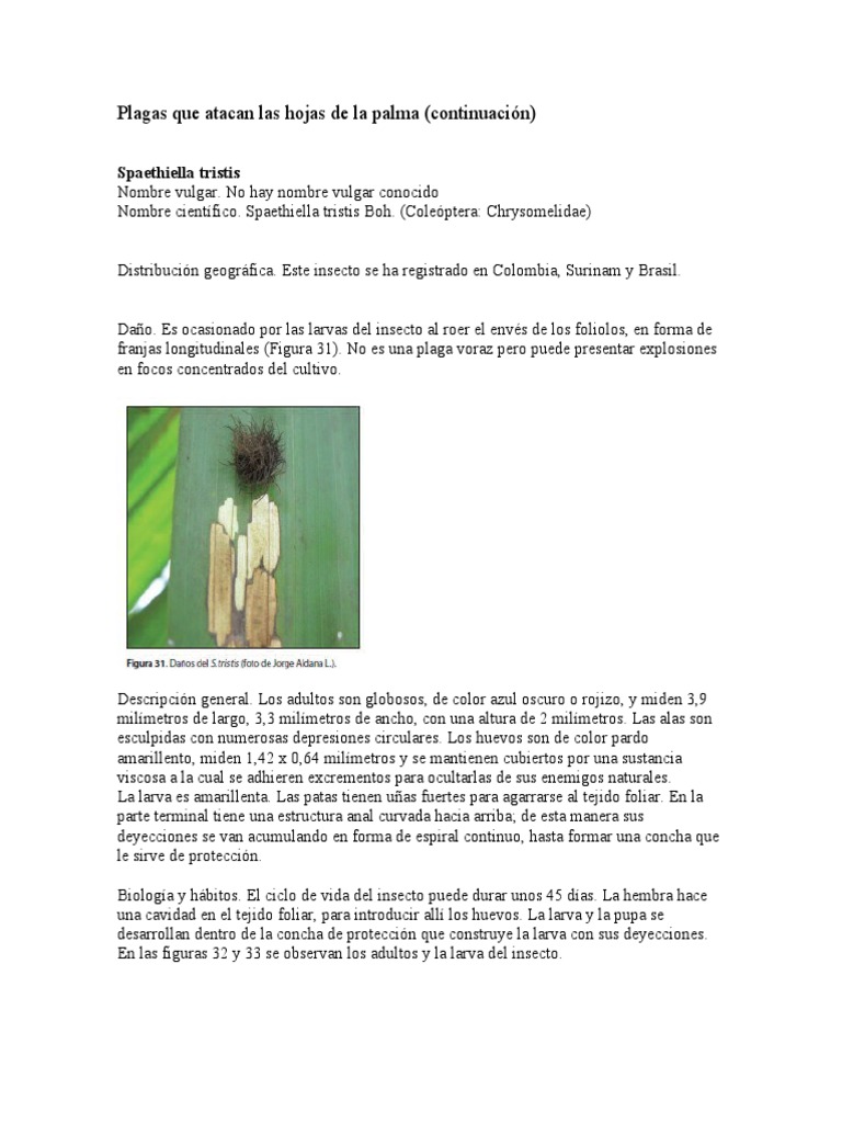 Plagas de la palma: Spaethiella y Loxotoma | PDF | Insectos | Lepidópteros