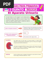 Aparato Urinario para Cuarto de Primaria PDF | PDF | Sistema urinario | Riñón