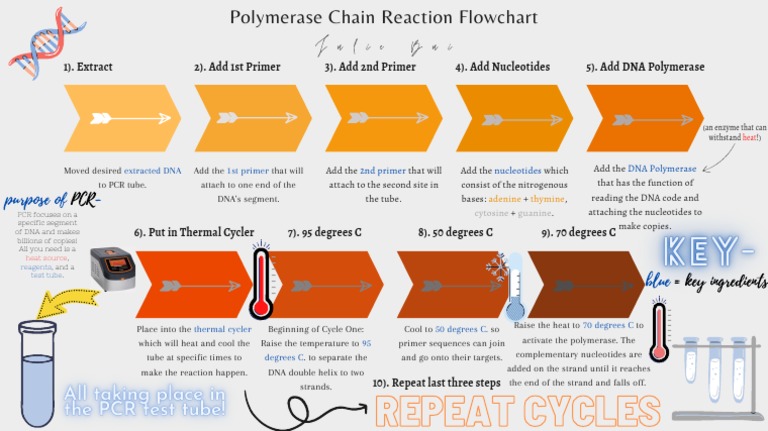 Julie Bui - Polymerase Chain Reaction Flowchart | PDF | Polymerase ...