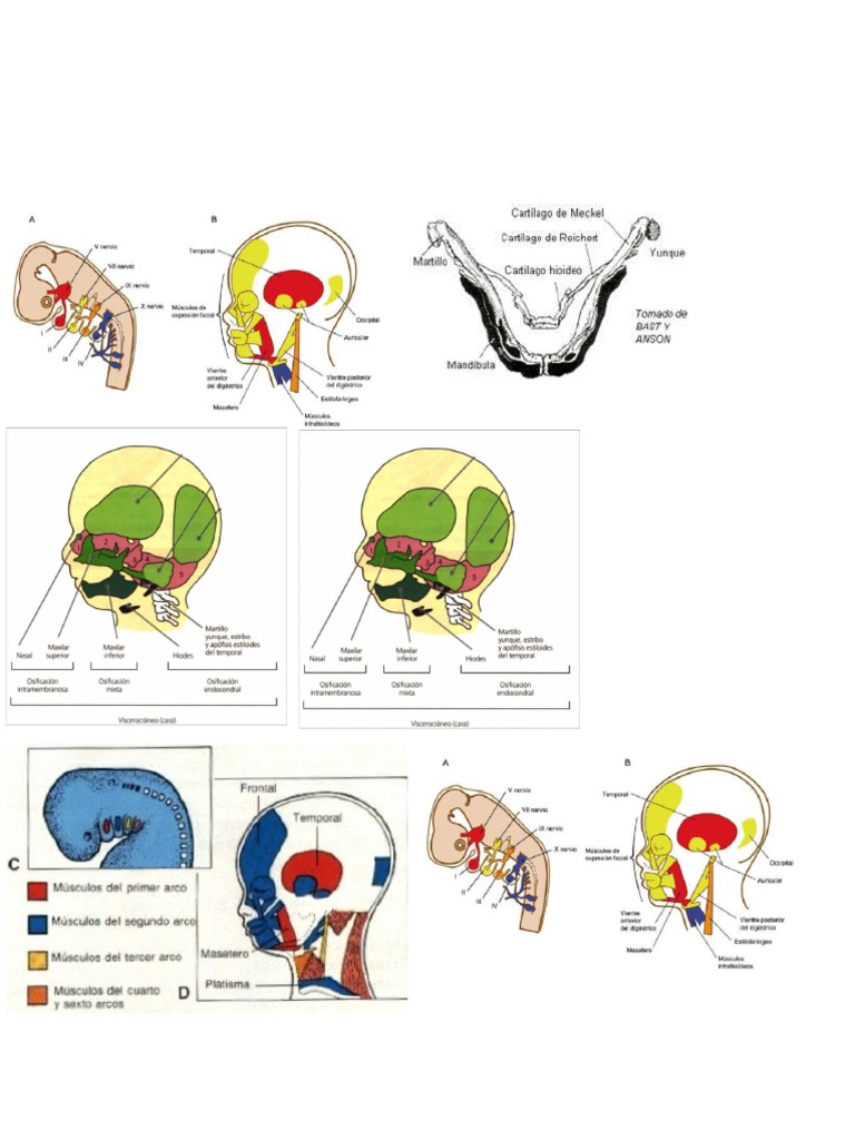 Membrana Bucofaríngea | PDF
