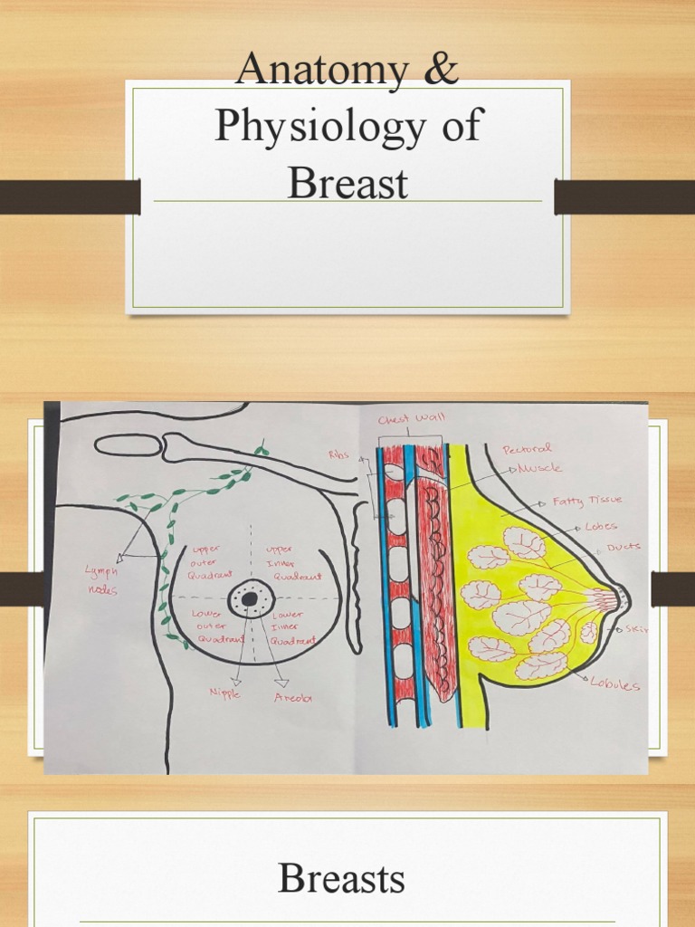 Anatomy of The Breast | PDF