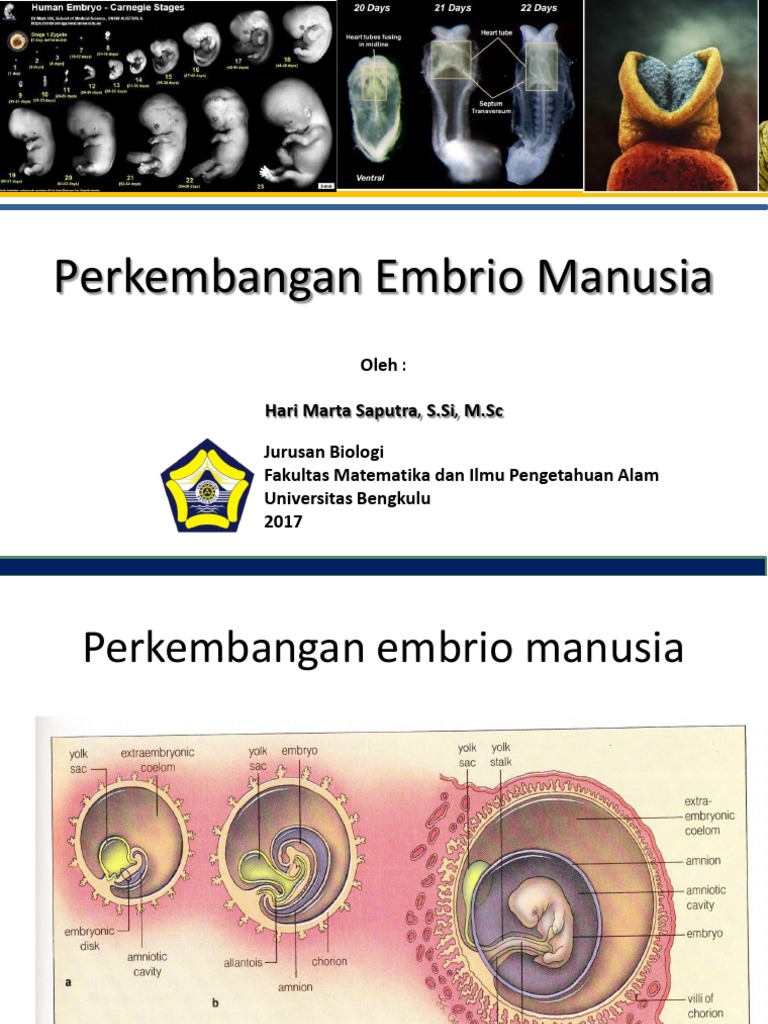 Perkembangan Embrio Manusia dan Fungsi Plasenta | PDF | Placenta ...