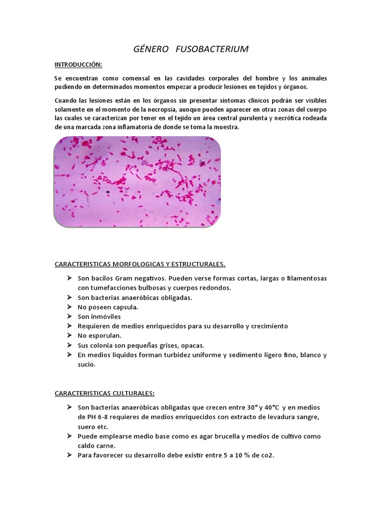 Género Fusobacterium | PDF | Las bacterias | Infección