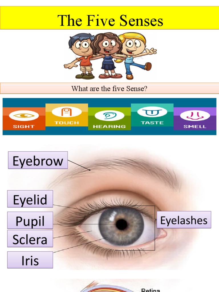 Grade 3 PPT - Science - Q1 - The Five Senses | PDF