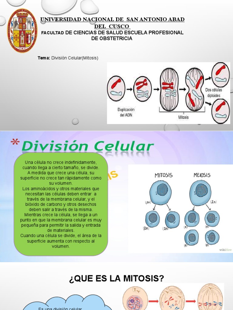 Division Celular | PDF | Mitosis | Procesos biologicos