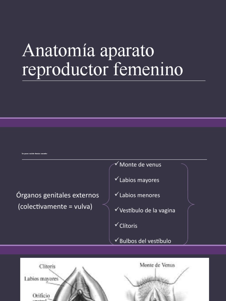 Anatomía Aparato Reproductor Femenino | PDF | Vagina | Labios