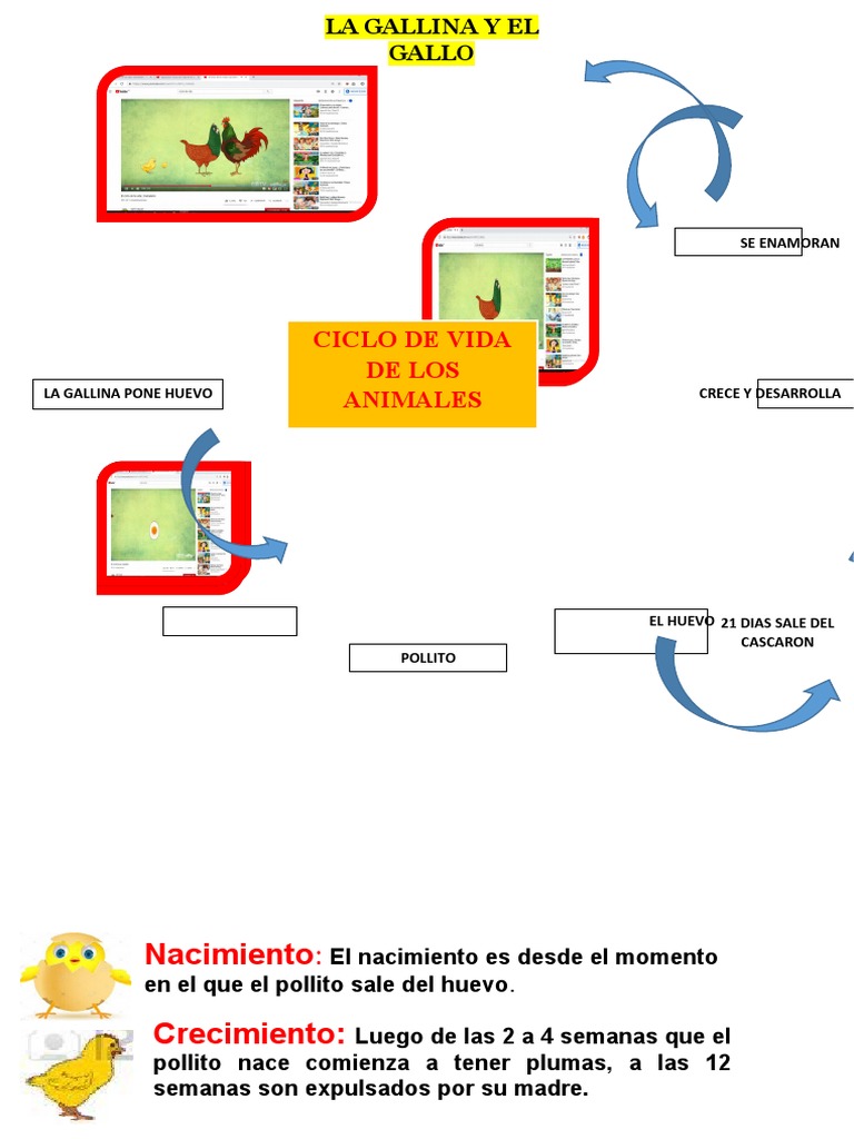 Ciclo De Vida De Un Huevo De Gallina