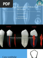 Premolares Inferiores | PDF | Boca | Anatomia dental