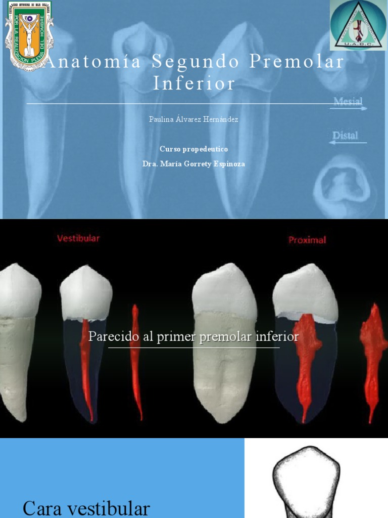 Anatomia Segundo Premolar Inferior | PDF | Zoología | Anatomía humana