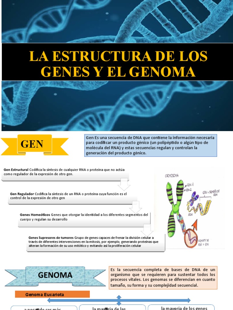 La Estructura de Los Genes y El Genoma | PDF | Gene | La expresion genica