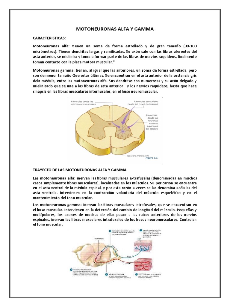 Motoneuronas Alfa y Gamma | PDF