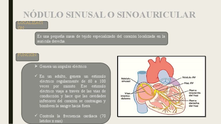 Nòdulo Sinusal | PDF