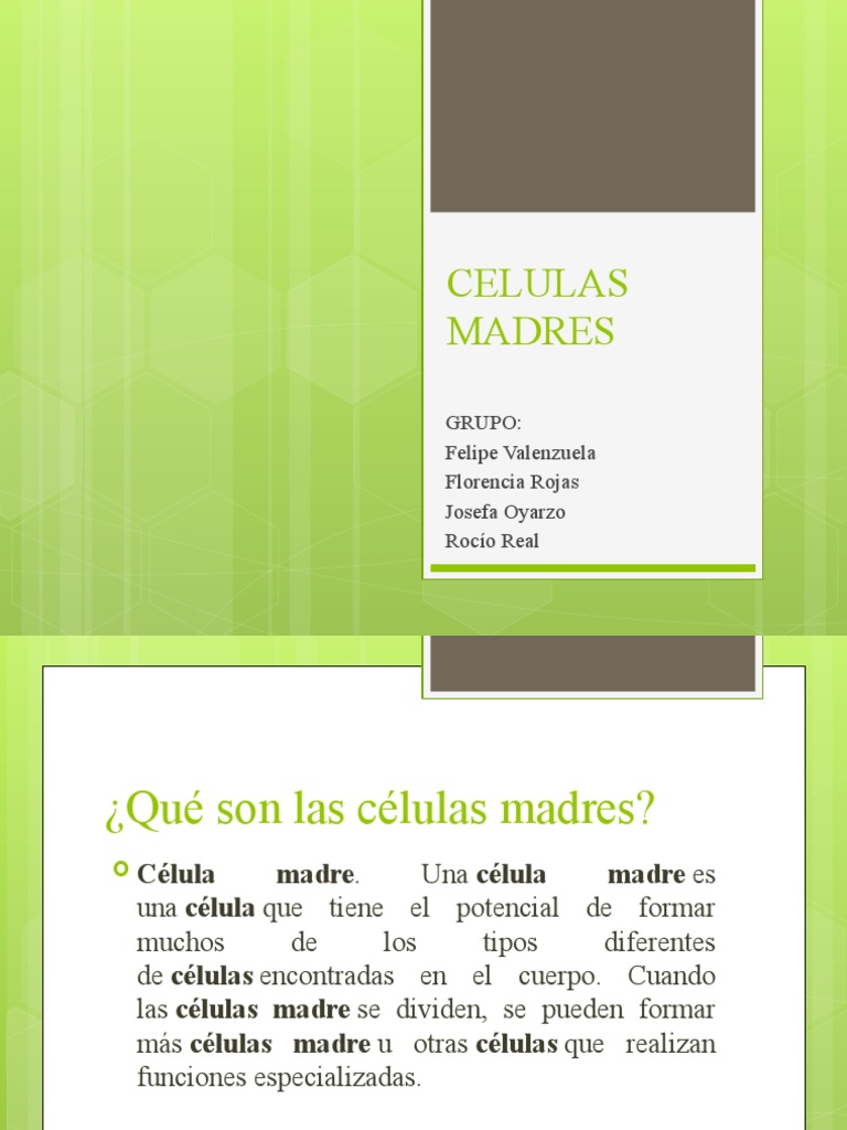 Celulas Madres | PDF | Célula madre | Biología