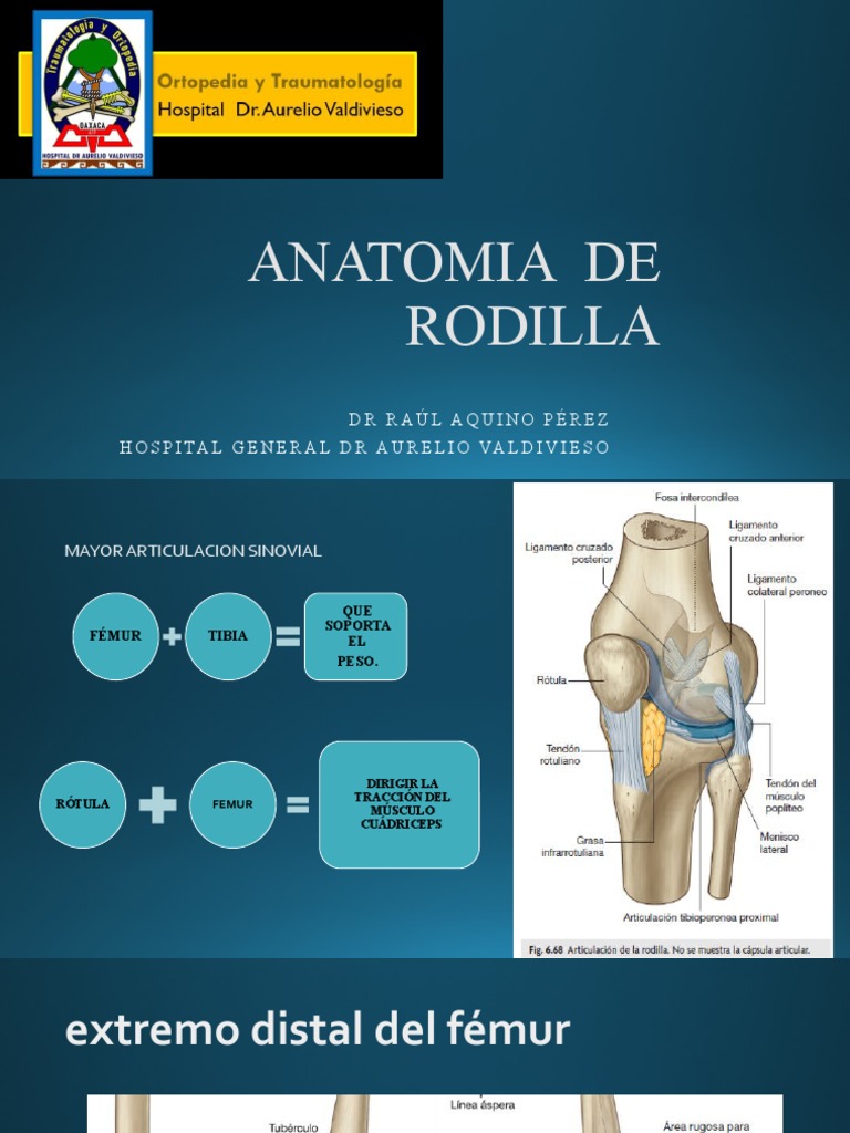 ANATOMIA Y RADIOLOGIA DE RODILLA Expo | PDF | Rodilla | Articulación